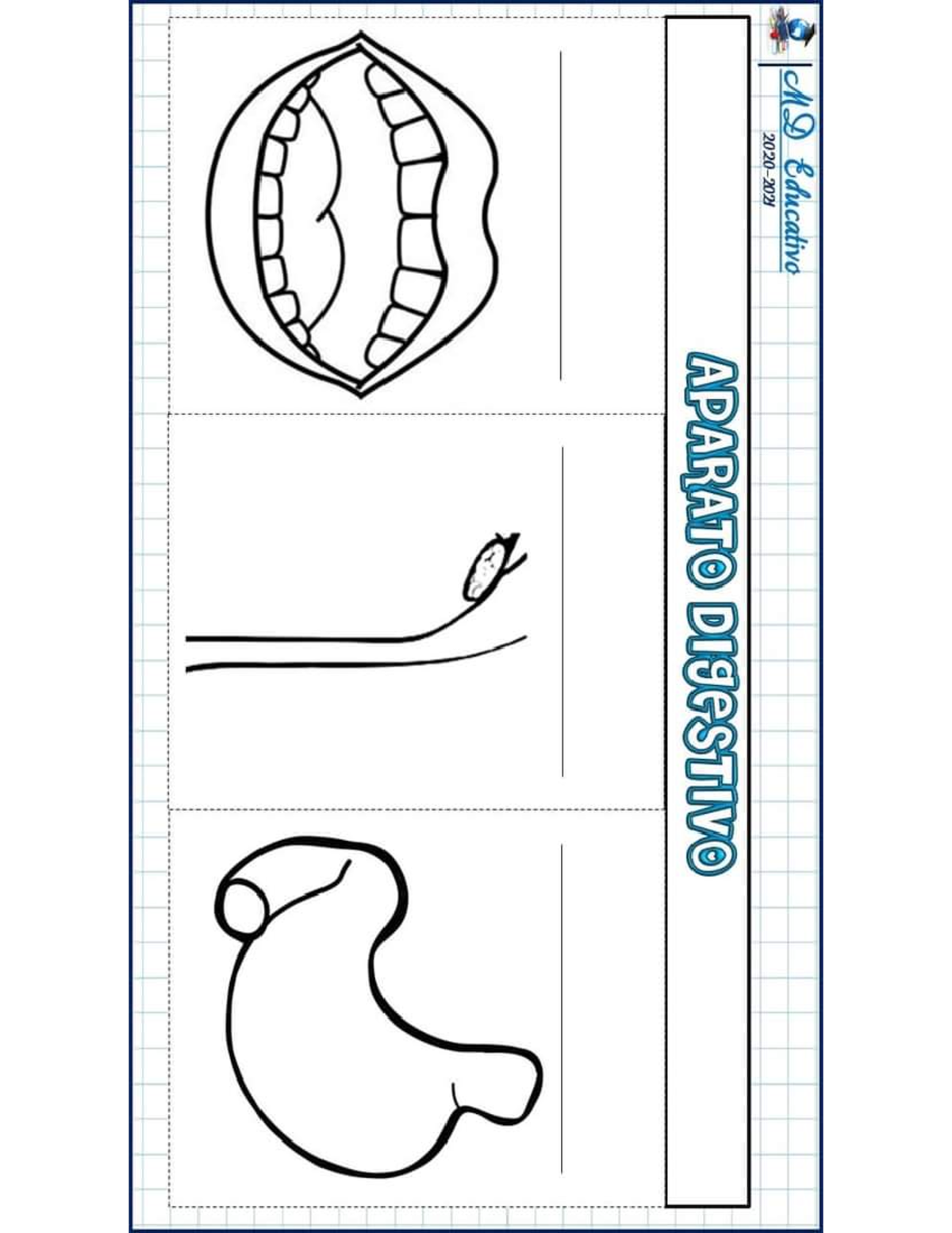 Aparato digestivo - MD Educativo PARTBSDBLAPARATODIGESTIVO RECTO El ...