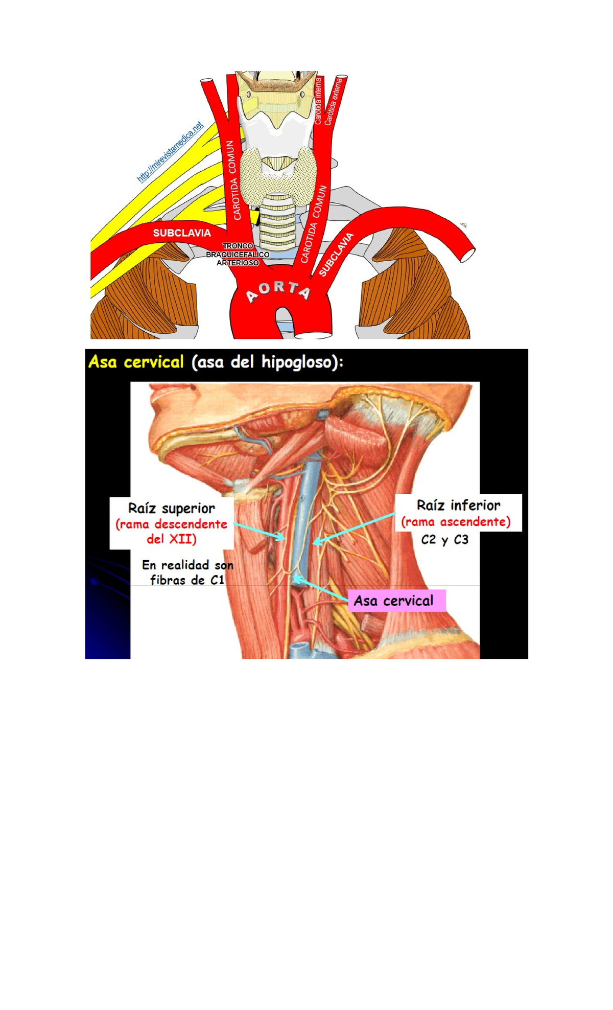 Cuello 1 - 0 SUBCLAVIA TRONCO BRAQUICEFALICO ARTERIOSO R Asa cervical ...
