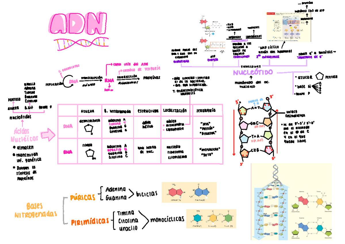 ADN - generalidades del ADN - E É E E ' E o' ' a- El OUS- o a 8 5 O ir E o' ° A O = O ← ← Éi a ...