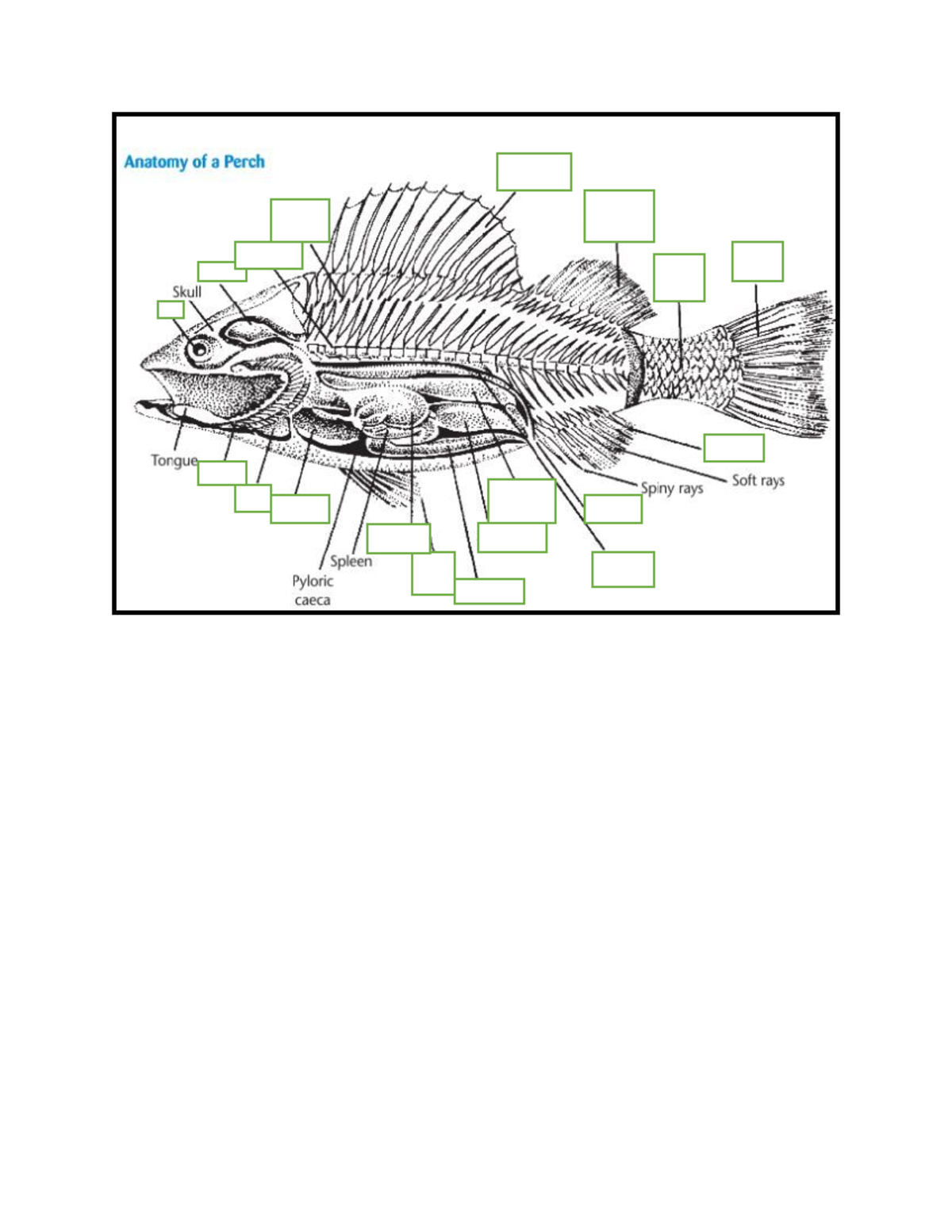 Lab 10 Fish worksheet - sea lampreys act as predators, with each ...