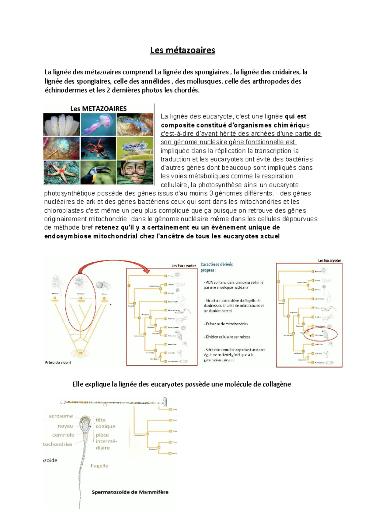 2. les métazoaires - mineure sciences de la vie - Les métazoaires La ...
