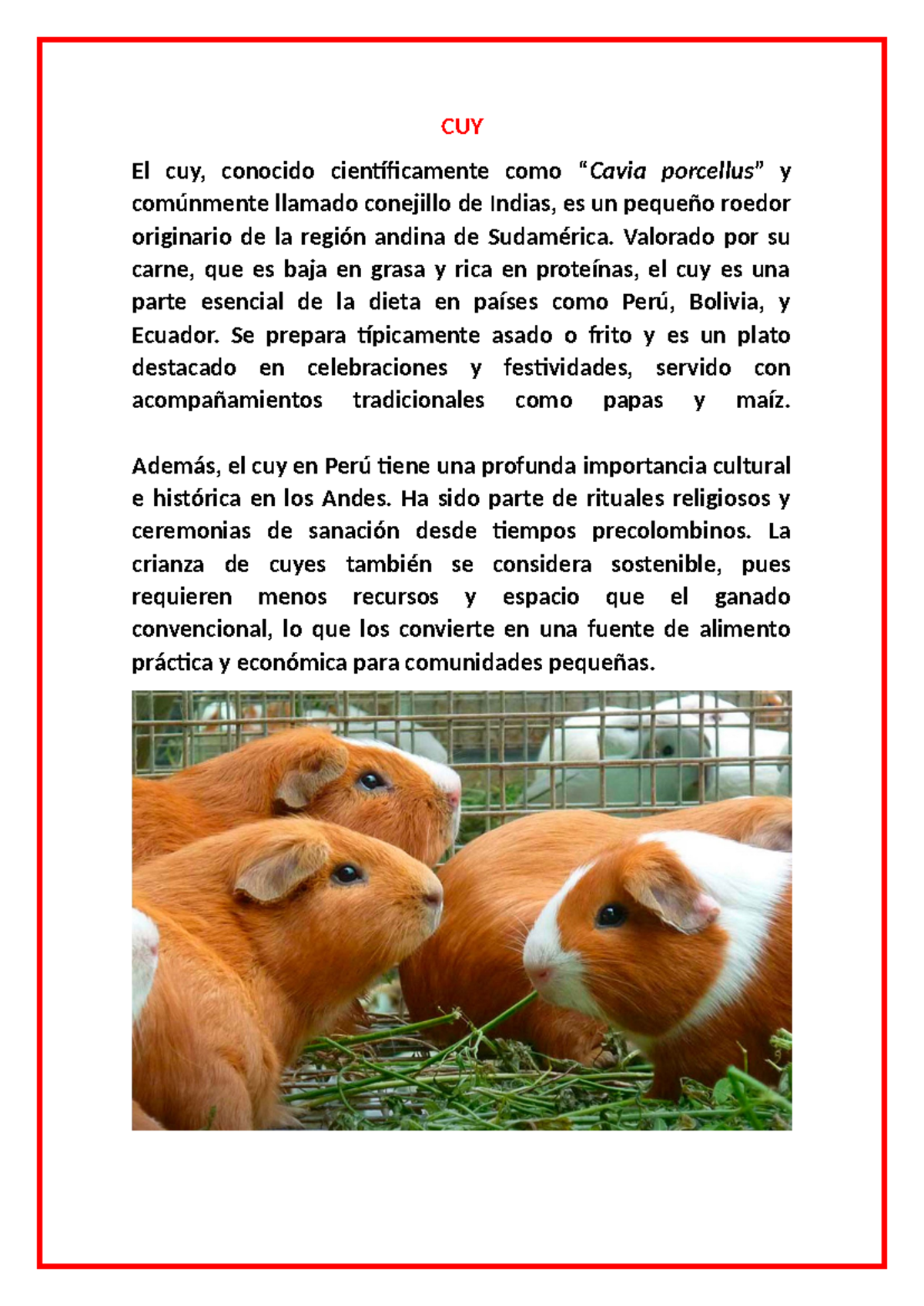 CUY - CUY - CUY El cuy, conocido científicamente como “Cavia porcellus ...