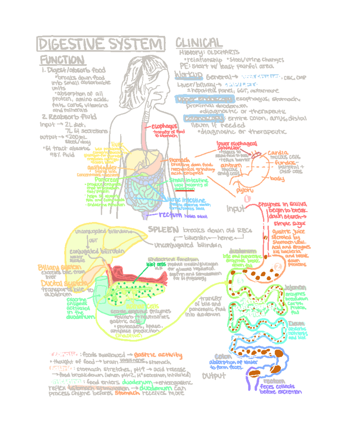 Gastrointestinal System Pathology - DITESEISTEMI Gistonmont arts ...