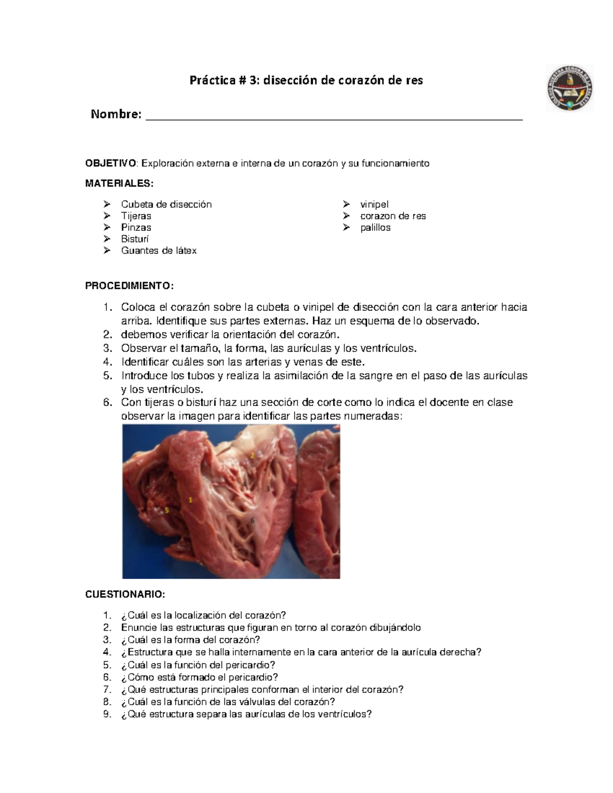 Laboratorio corazón septimo.doc - Pr·ctica # 3: disecciÛn de corazÛn de res Nombre: - Studocu