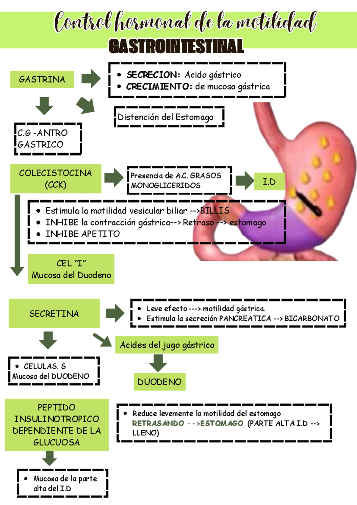 Fisiologia Gastrointestinal - GASTRINA SECRECION: Acido gástrico ...