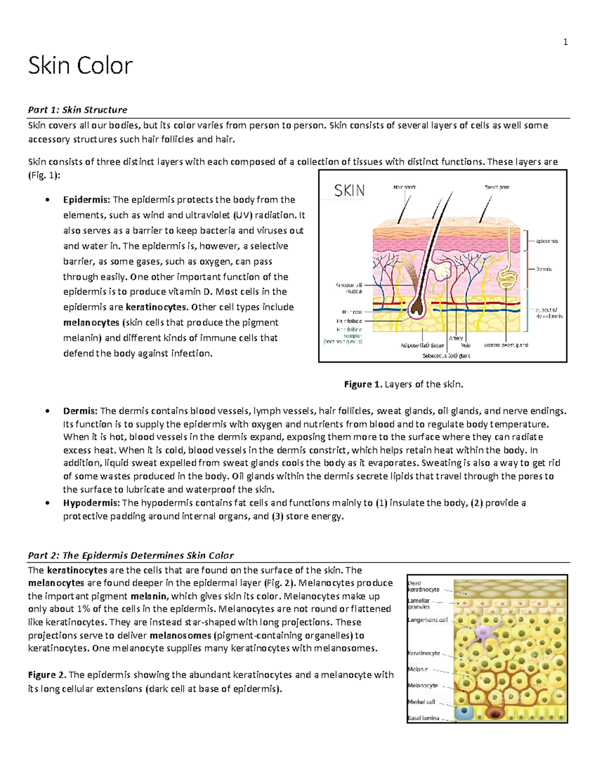 Skin color scenario - practise exam for biology regarding the skin ...