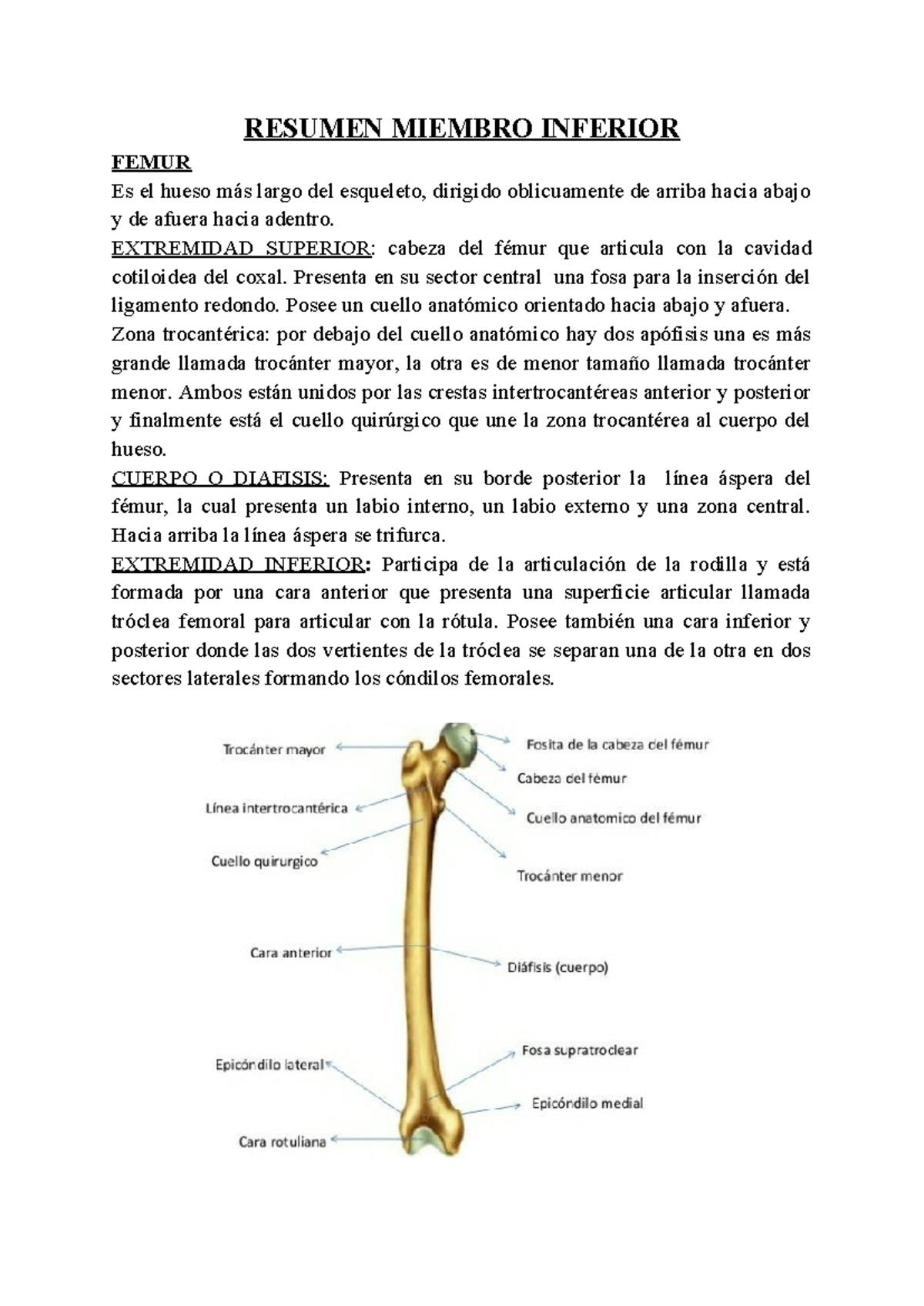 Resumen- Miembro- Inferior - RESUMEN MIEMBRO INFERIOR FEMUR Es el hueso ...