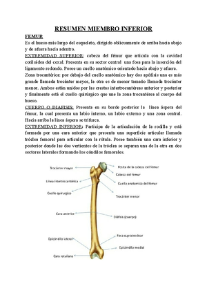 Músculos del Miembro Superior - MUSCULOS DEL MIEMBRO SUPERIOR En el ...