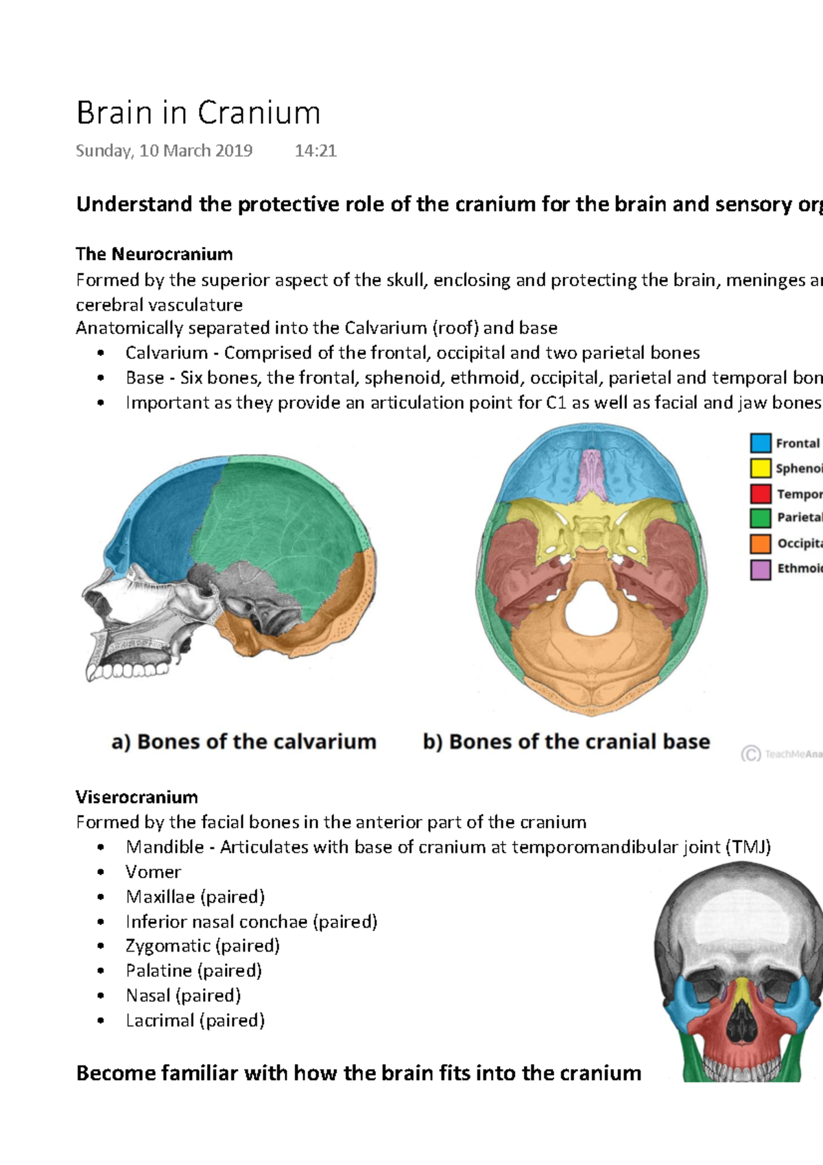 Brain in Cranium - Understand the protective role of the cranium for ...