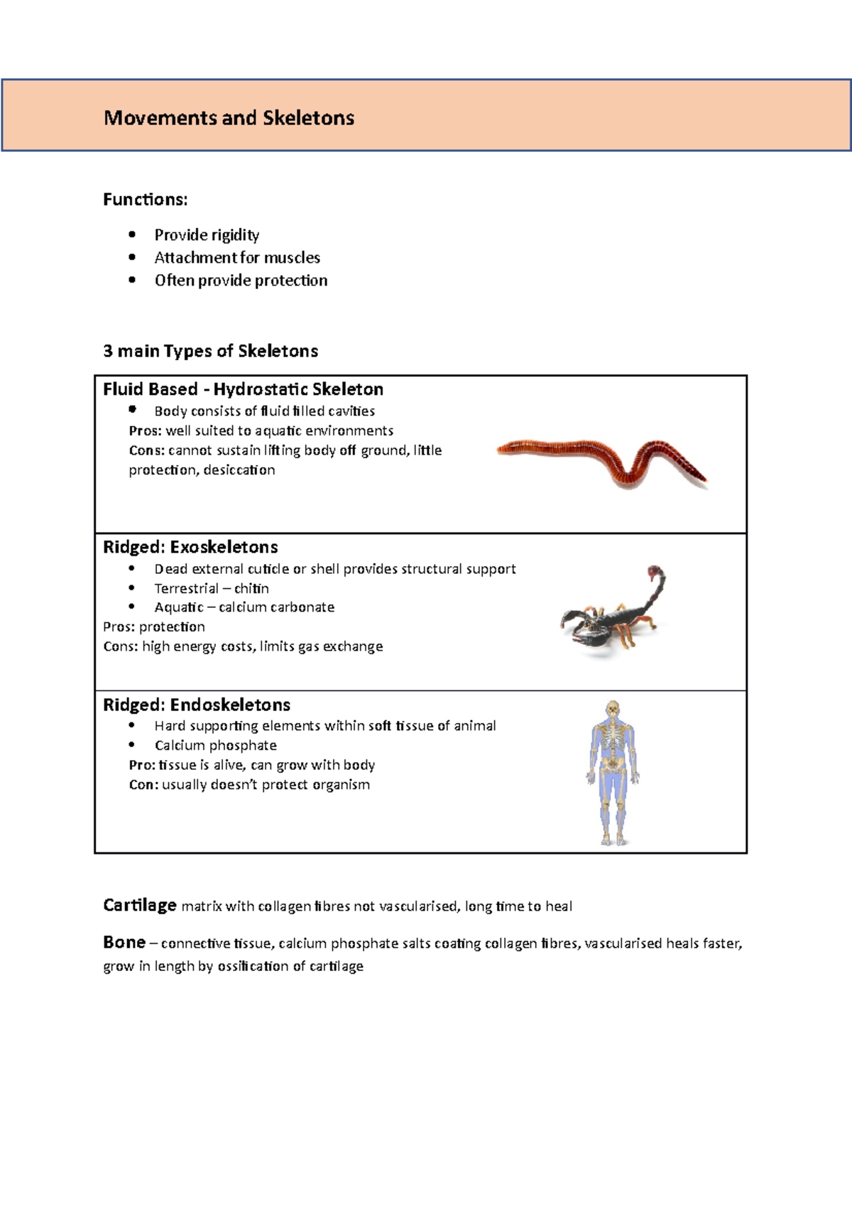 Animal Structure and Function - Movements and Skeletons - Movements and ...