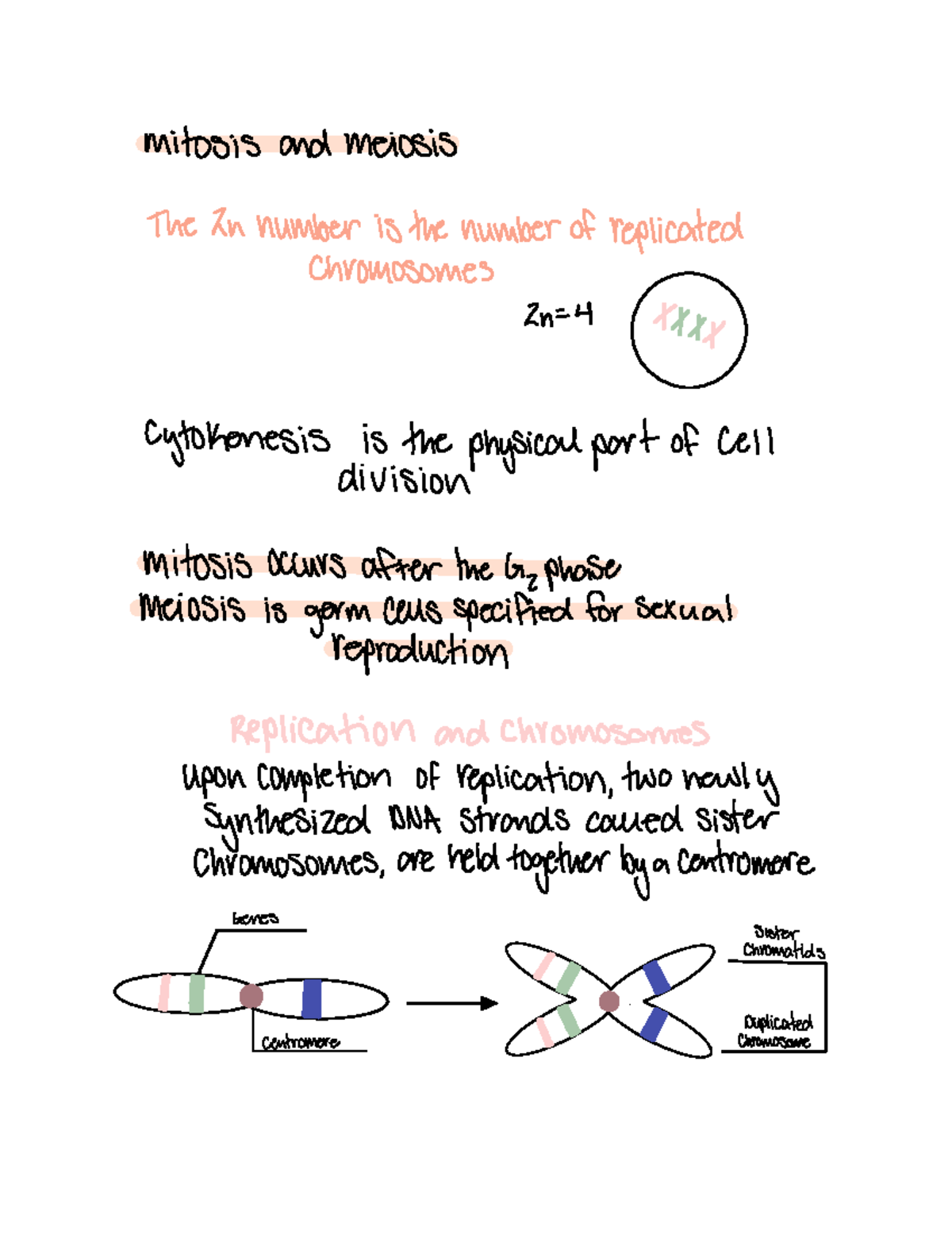 Final Exam Notes - Jason Freund - ####### mitosis and meiosis The 2n ...