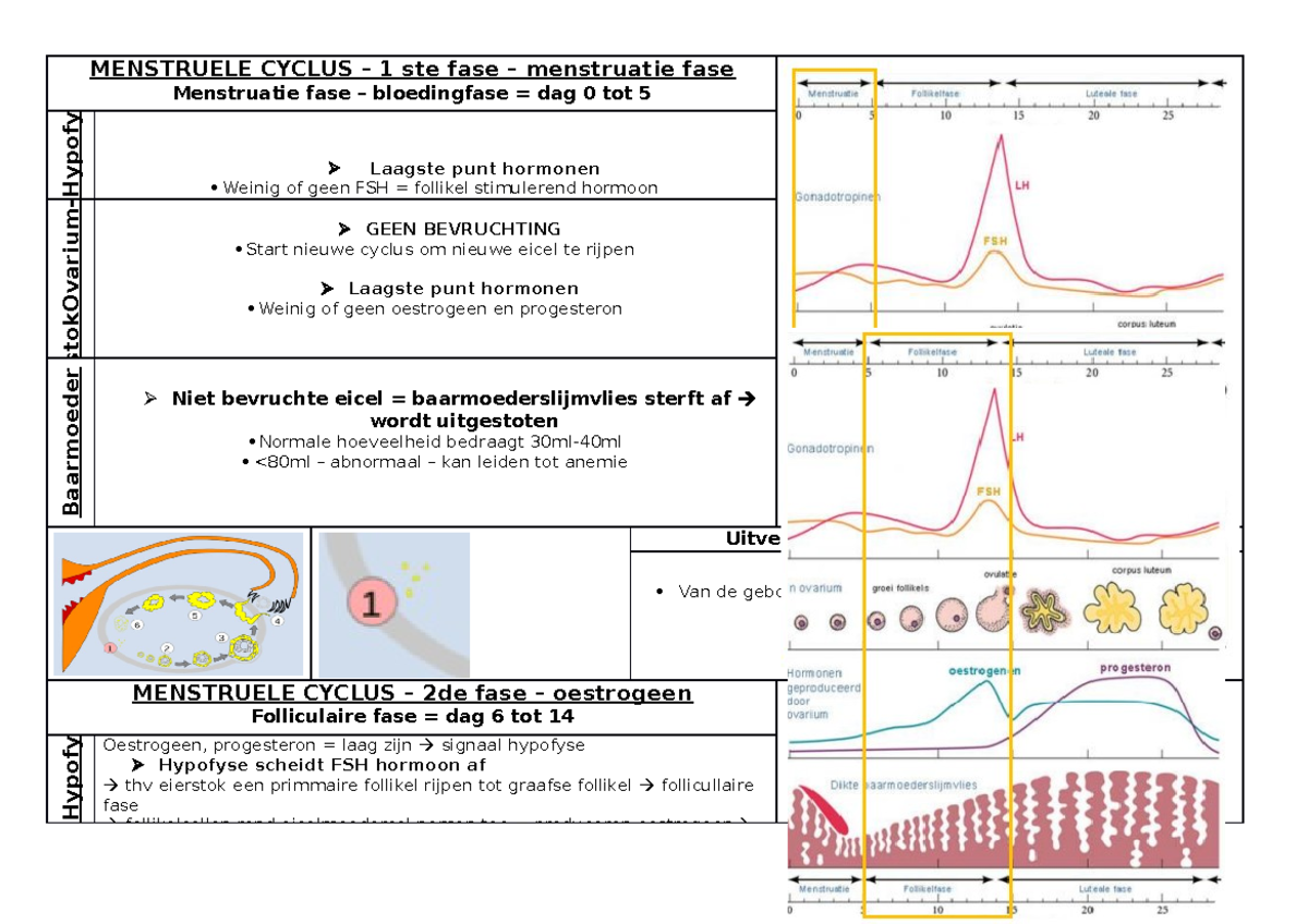 schema menstruele cyclus - MENSTRUELE CYCLUS – 1 ste fase – menstruatie ...