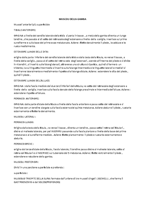 Anatomia muscoli del torace - MUSCOLI DEL TORACE Muscoli Elevatori delle Coste : Sono visibili ...