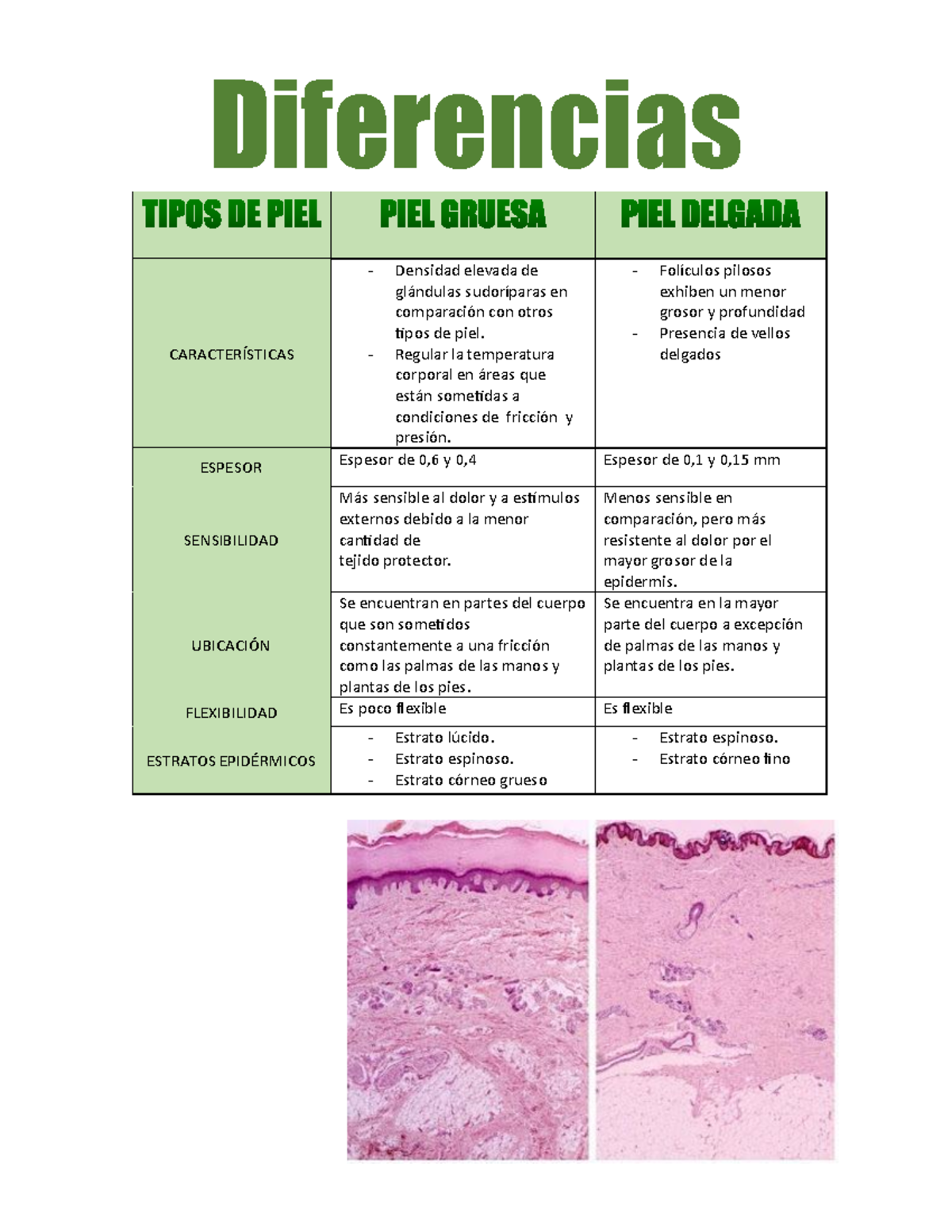 Tipos DE PIEL - Cuadro comparativo de piel gruesa y piel fina ...
