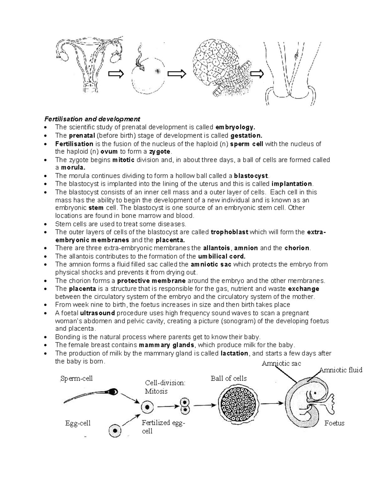 One Pager Summary Egg to baby - Fertilisation and development The ...