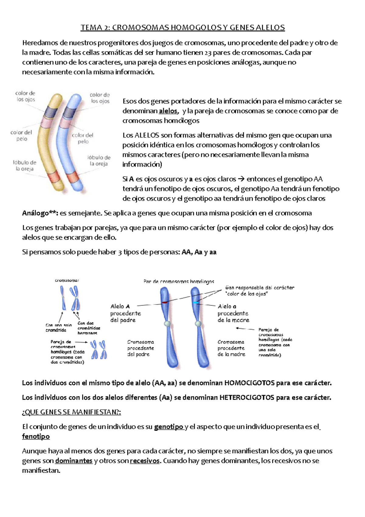 Tema 2 - Apuntes 2 - TEMA 2: CROMOSOMAS HOMOGOLOS Y GENES ALELOS ...