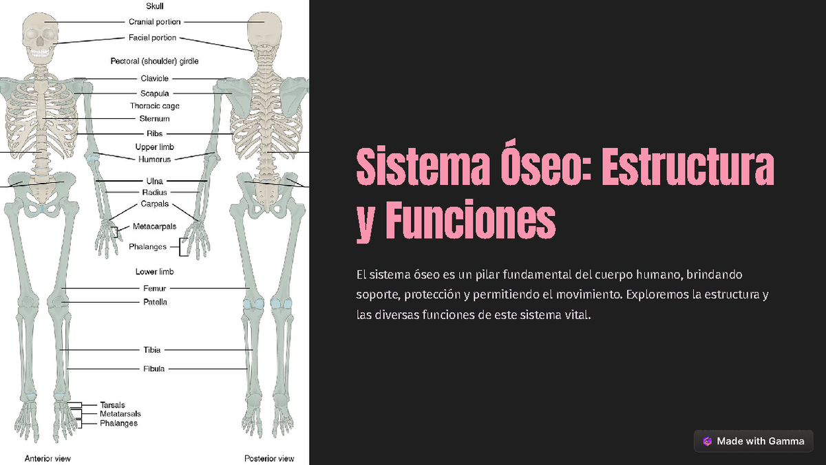 Sistema Oseo Estructura Y Funciones Sistema Óseo Estructura Y 0919