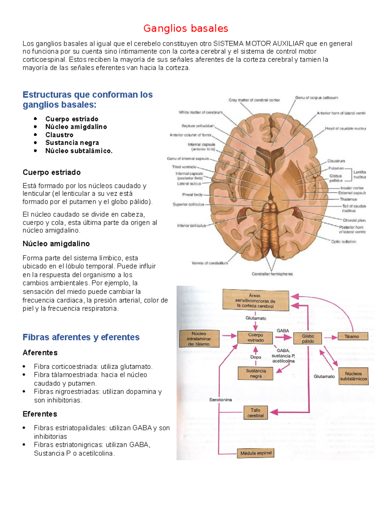 Ganglios basales - Estos reciben la mayoría de sus señales aferentes de ...