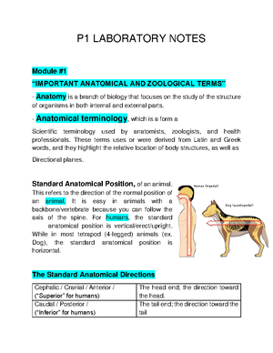 P1 Laboratory Notes - P1 LABORATORY NOTES Module “IMPORTANT ANATOMICAL ...