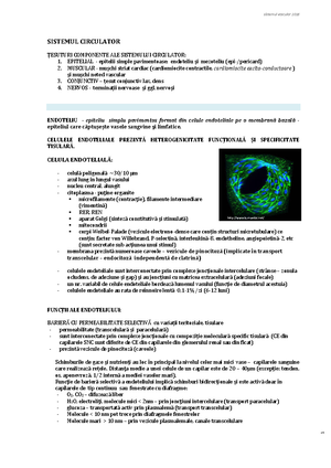 Tesutul conjunctiv - Tesuturi - Țesut conjunctiv Ţesutul conjunctiv ...