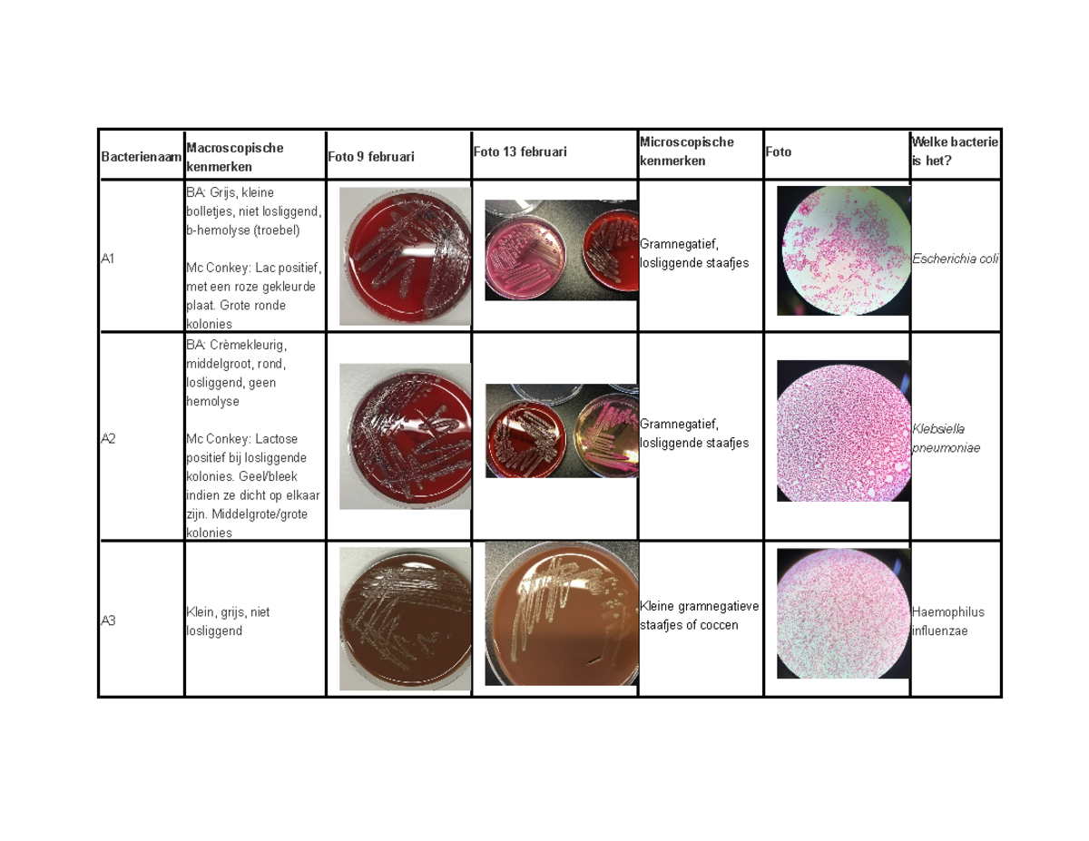 Bacterie namen met kenmerken - Bacterienaam Macroscopische kenmerken ...