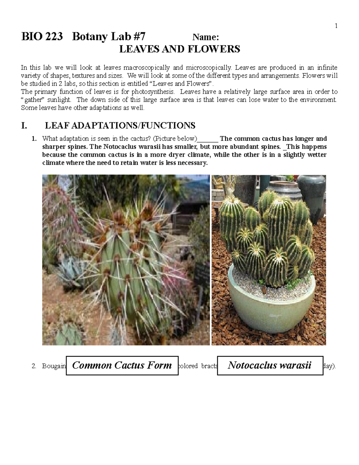 Lab Leaves and Flowers - BIO 223 Botany Lab #7 Name: LEAVES AND FLOWERS ...