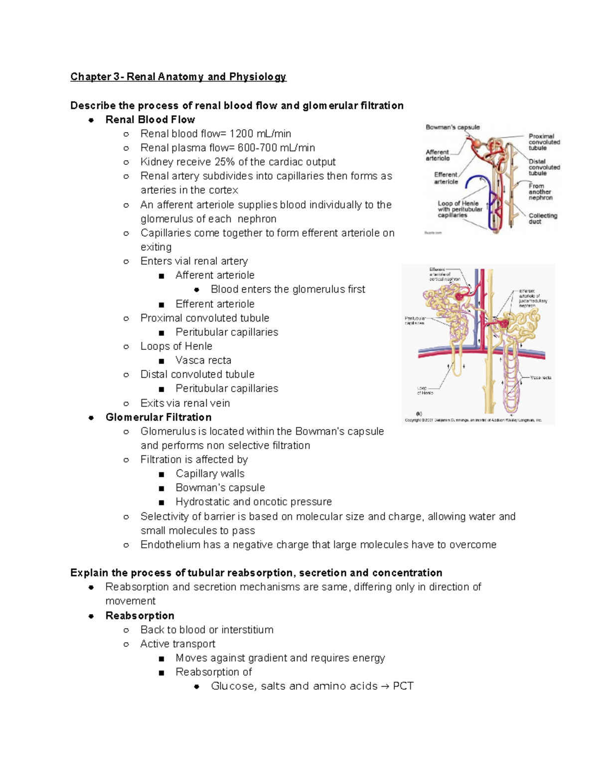 MEDT398 Study Guide - TEST 2 - Chapter 3- Renal Anatomy and Physiology ...