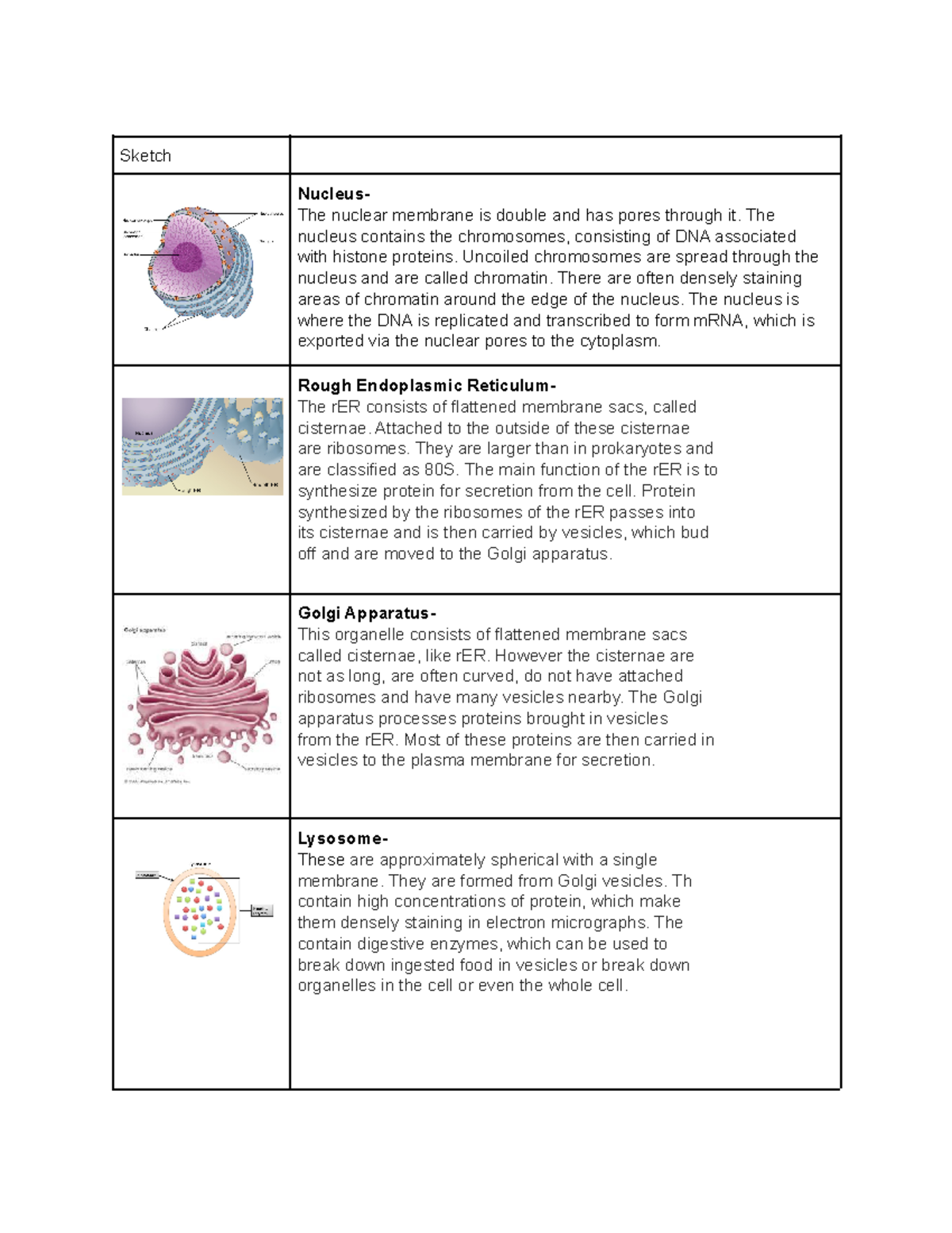 Eukaryotic Cells Structure and Function HS - Sketch Nucleus- The ...
