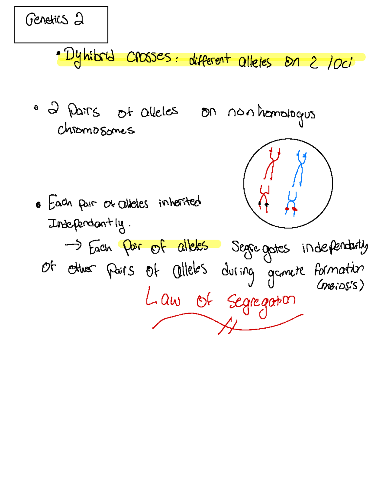 Genetics 2 - enjoy - Genetics Dyhibrid crosses : different alleles on 2 ...