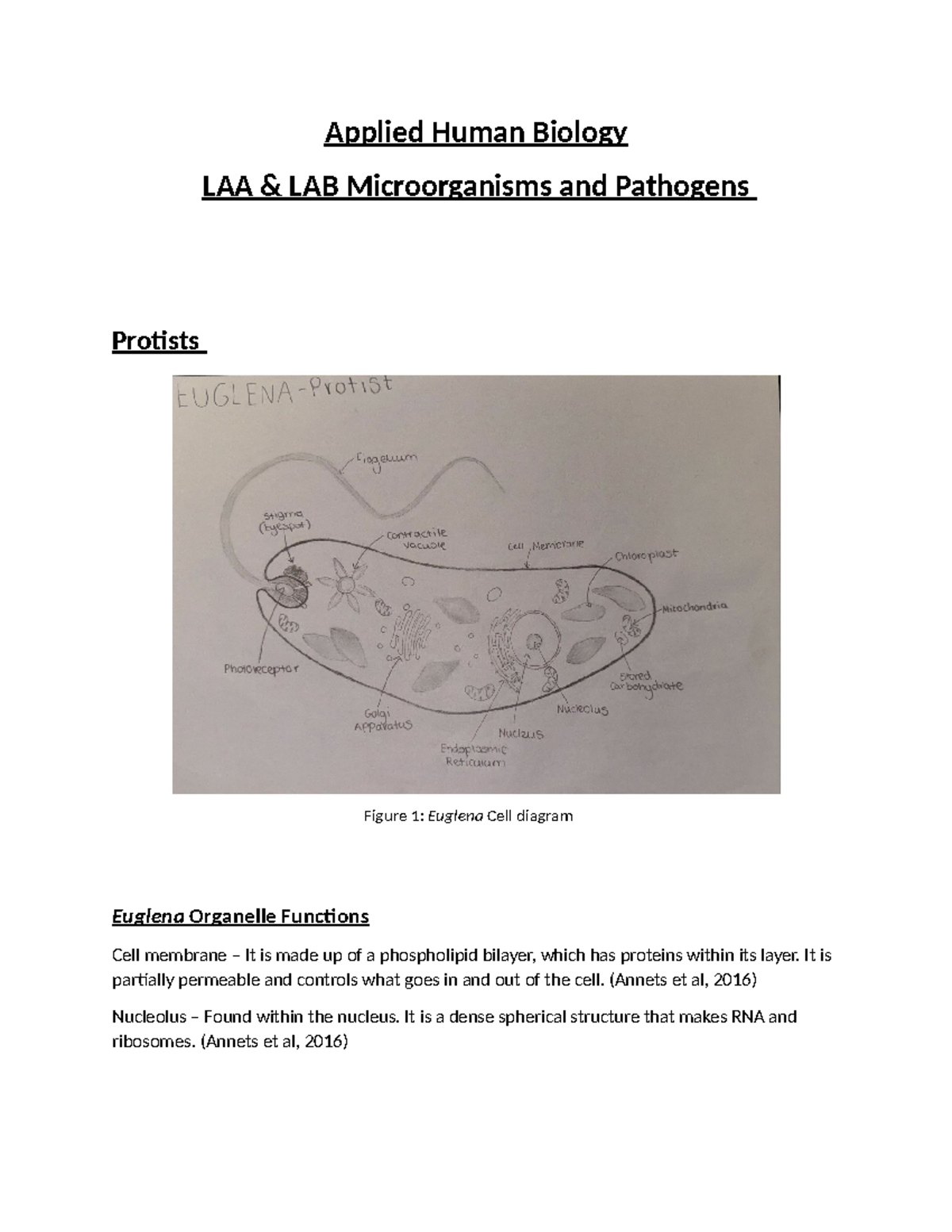 Applied Human Biology UNIT 2 LAA &LAB - Applied Human Biology LAA & LAB Microorganisms and - Studocu