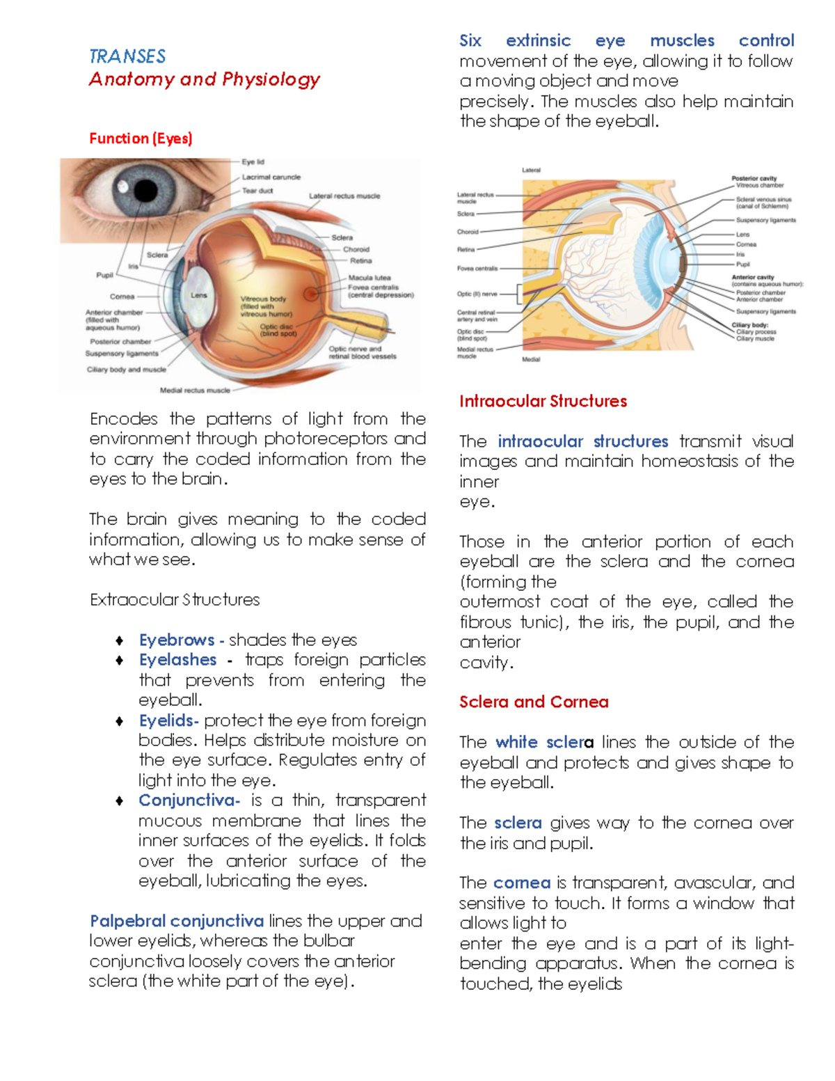 Eye anatomy and physiology - Anatomy and Physiology TRANSES Function ...
