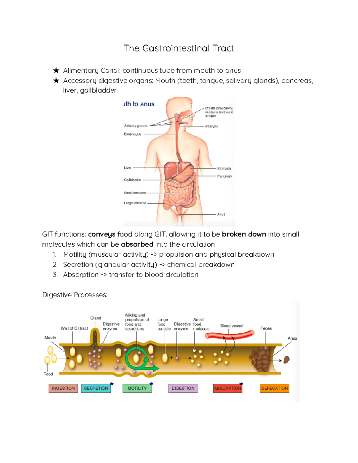 Final PHGY210 - Digestive and renal systems - all you need to know ...