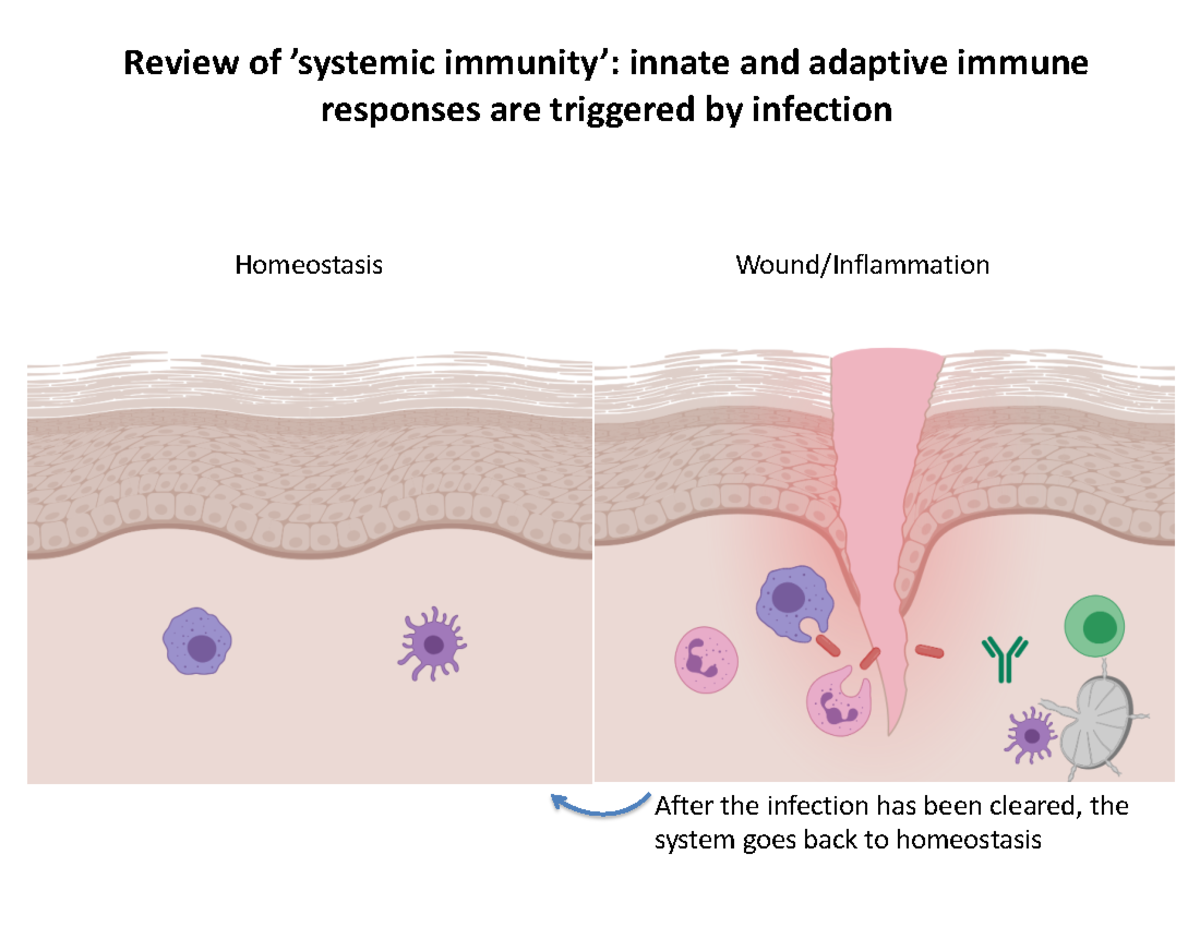 IMM250 Lecture 8: Mucosal Immunology - Review of ’systemic immunity ...