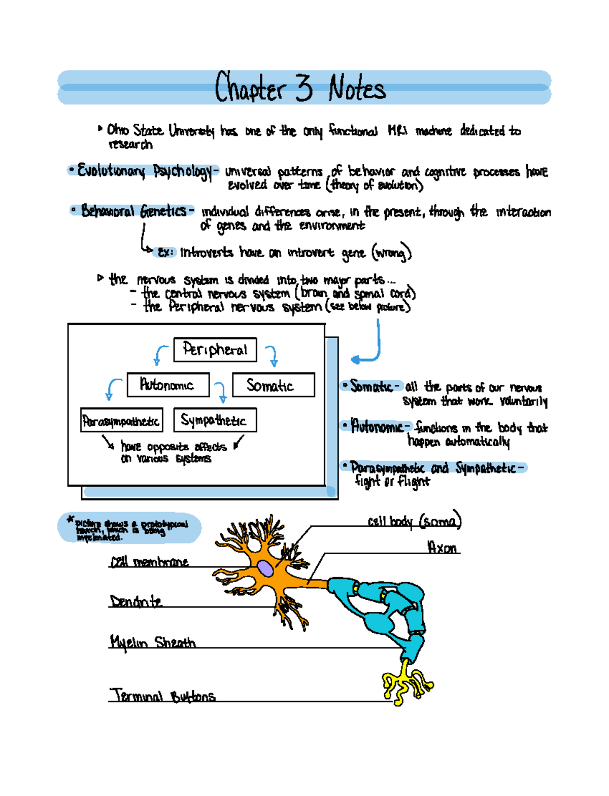 Chapter 3 Notes - different systems in the body - PSYH 151 - LCCC - Studocu
