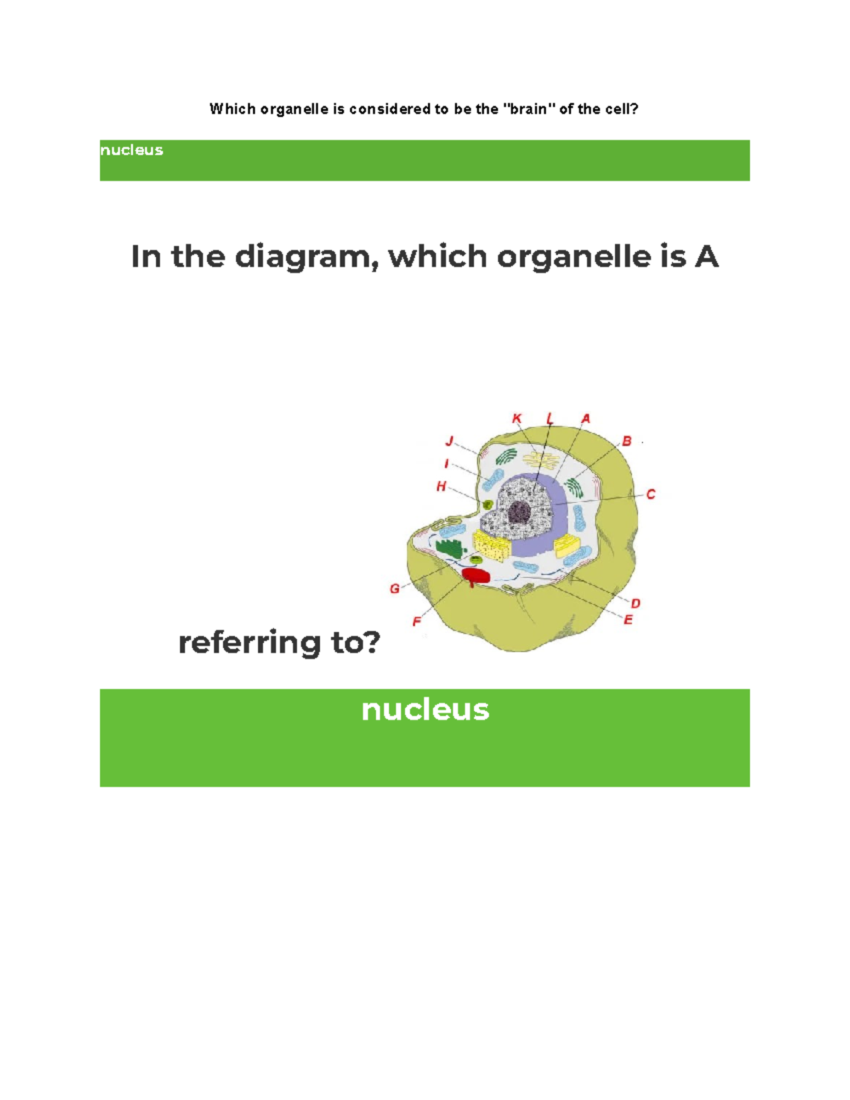 Bio Open Notes Quiz - Which organelle is considered to be the "brain ...