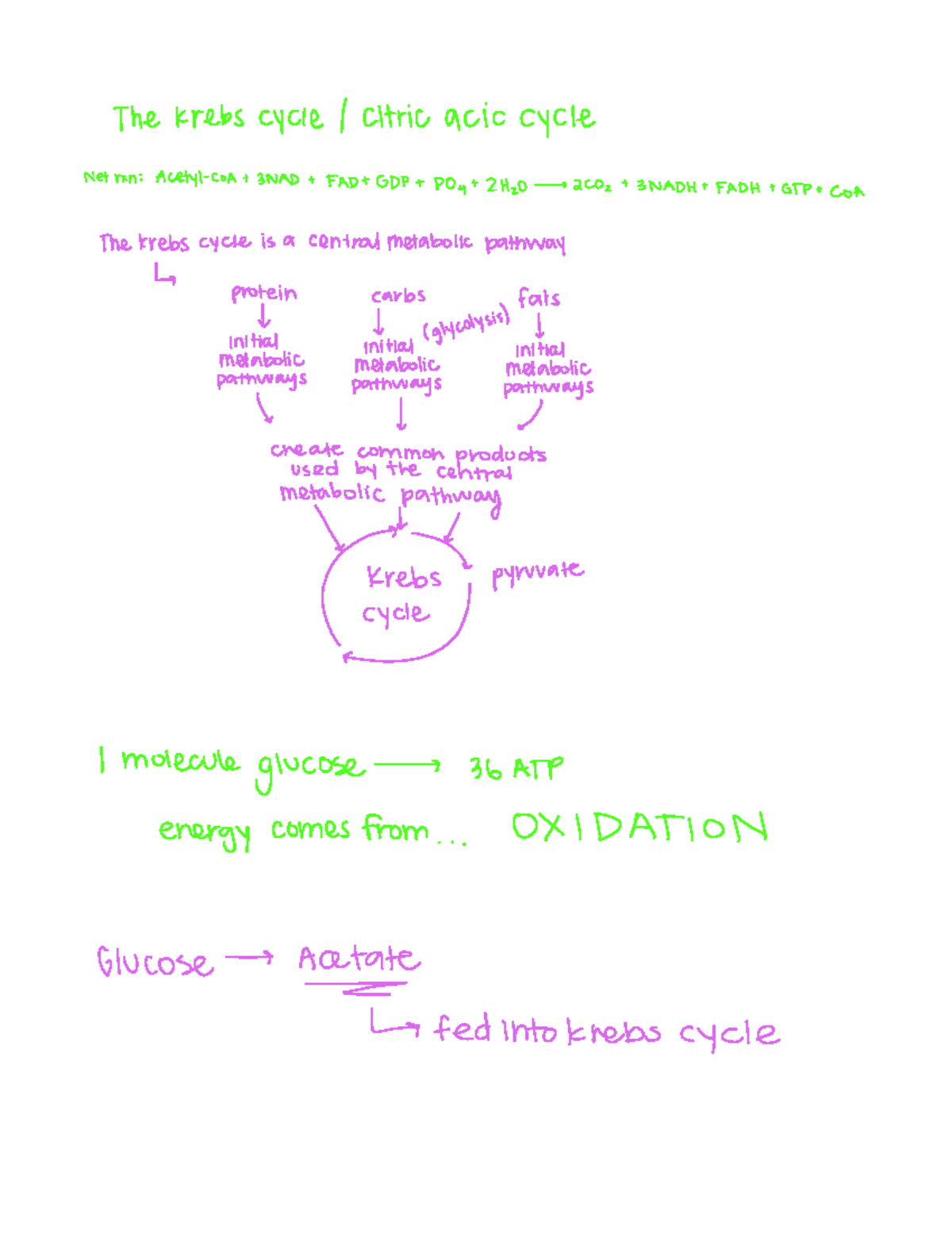 BCH 401G Study Guide - The krebs cycle citric acic cycle Net rxn: 3NAD ...