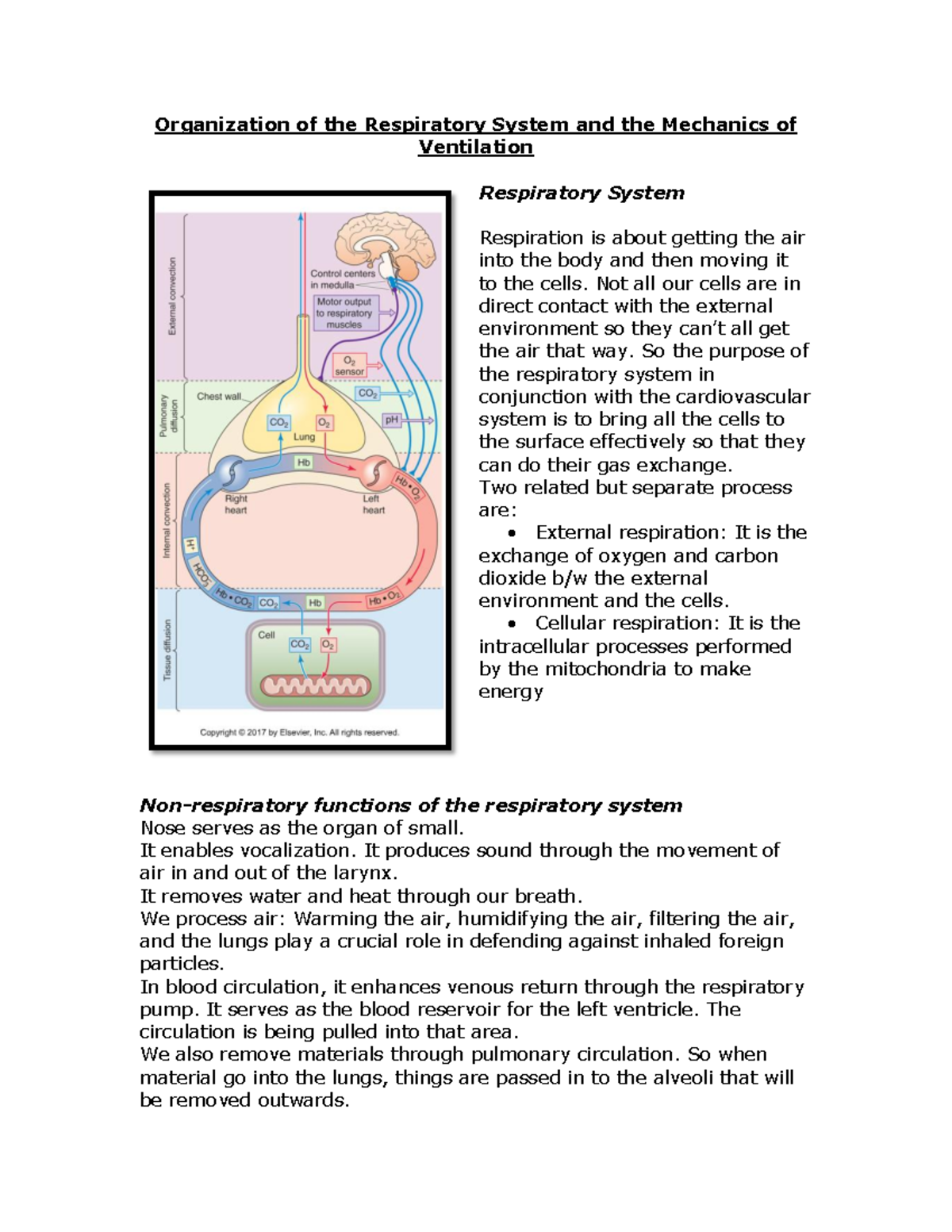Organization of the Respiratory System and the Mechanics of Ventilation ...