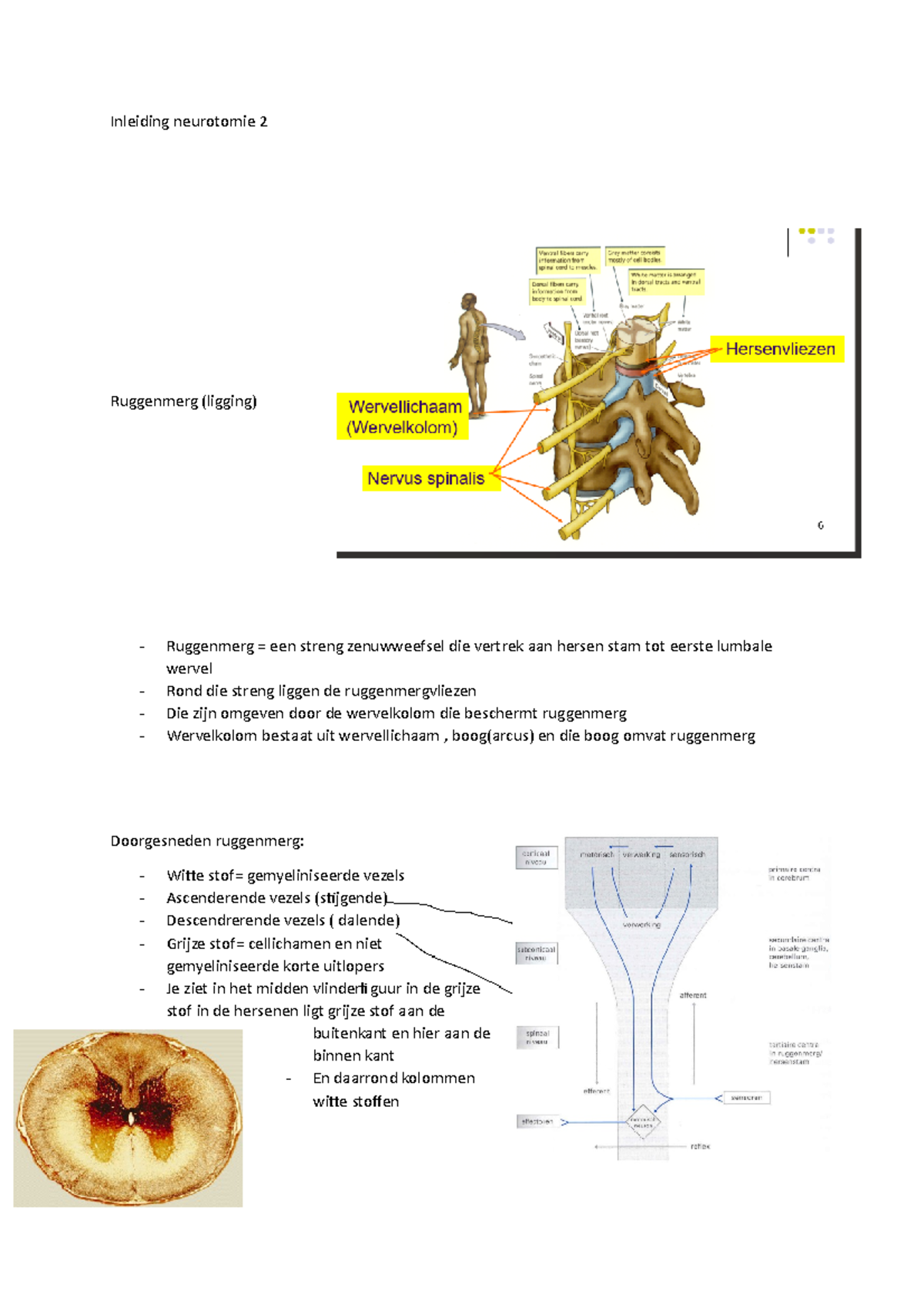 1 - 1.2 - Inleiding neurotomie 2 Ruggenmerg (ligging) Ruggenmerg = een ...
