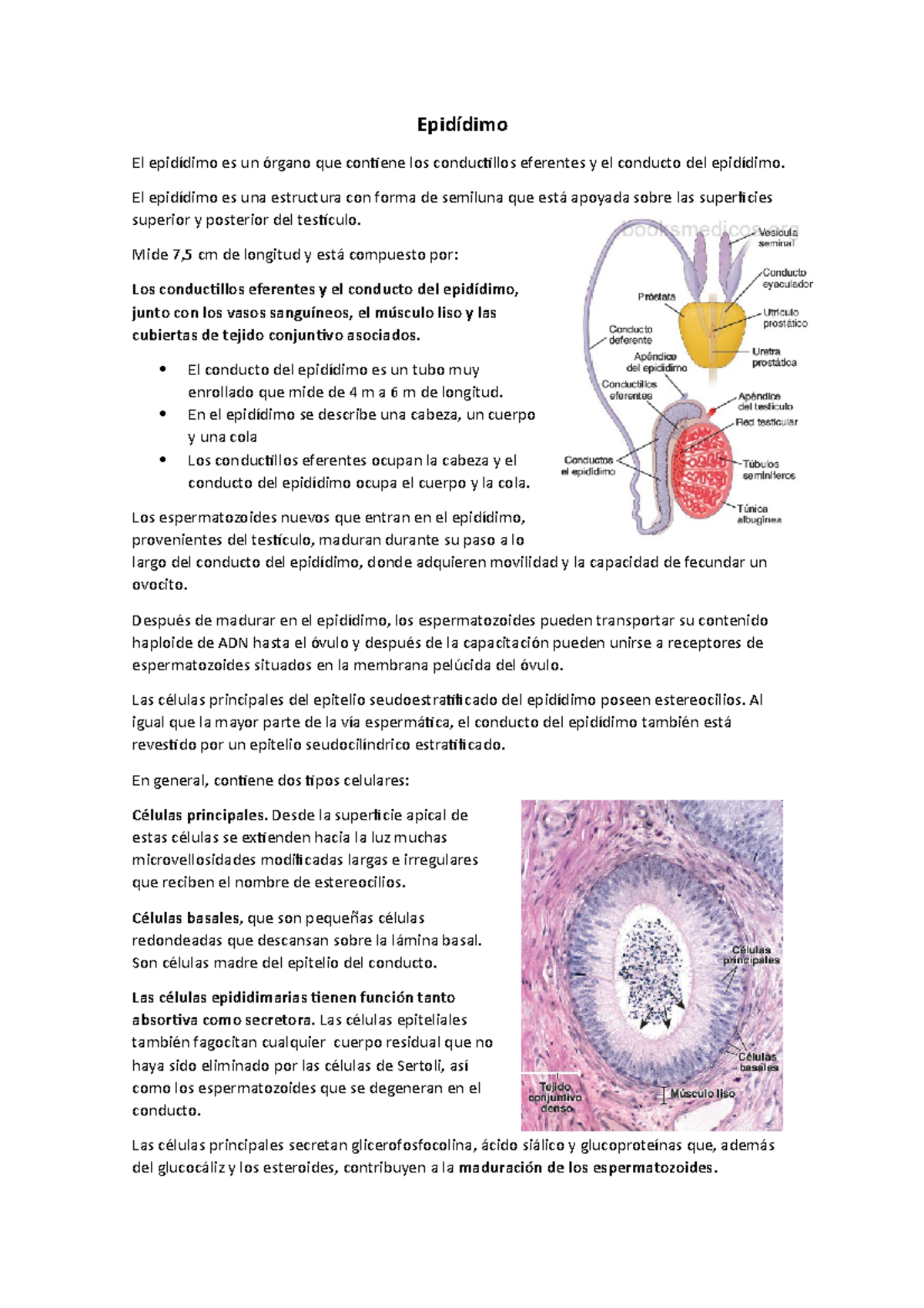 Epididimo, conducto deferente y conducto eyaculador - Anatomia - San ...