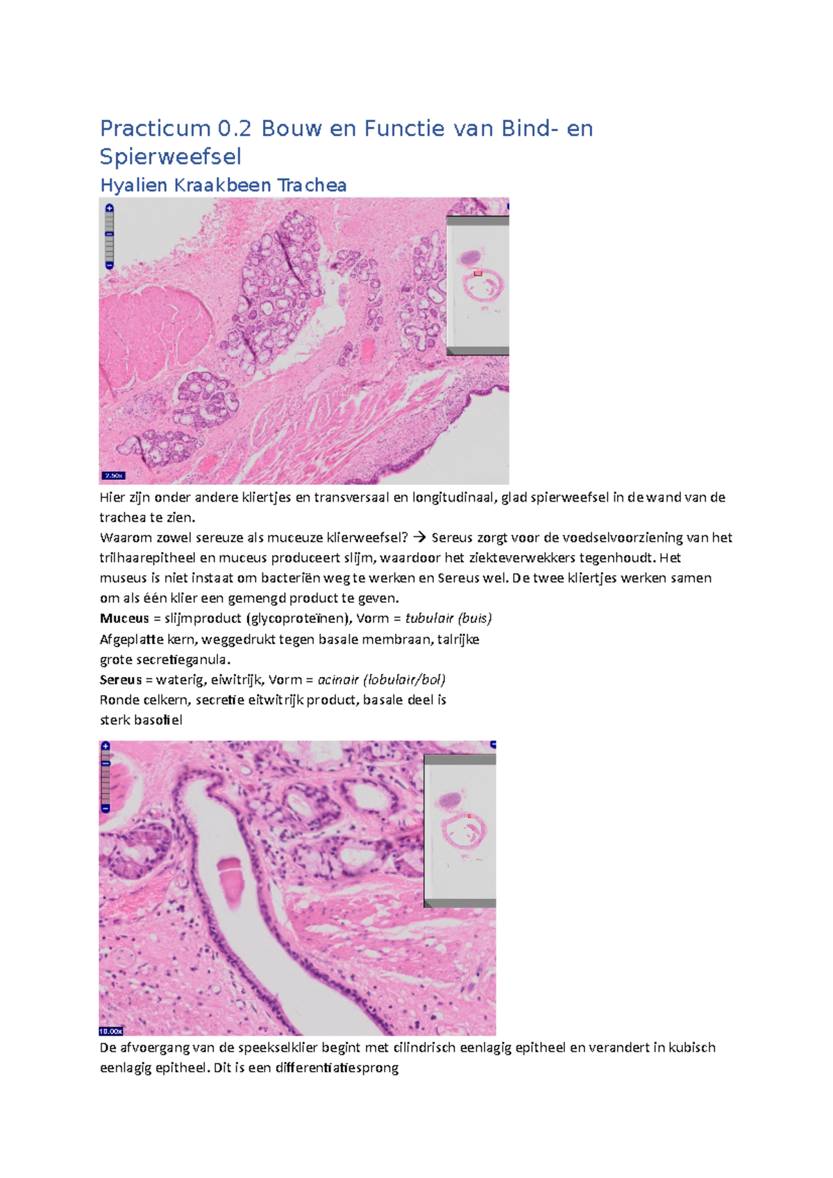 Practicum 0.2 Bouw en functie van Bind en Steunweefsel - Practicum 0 ...