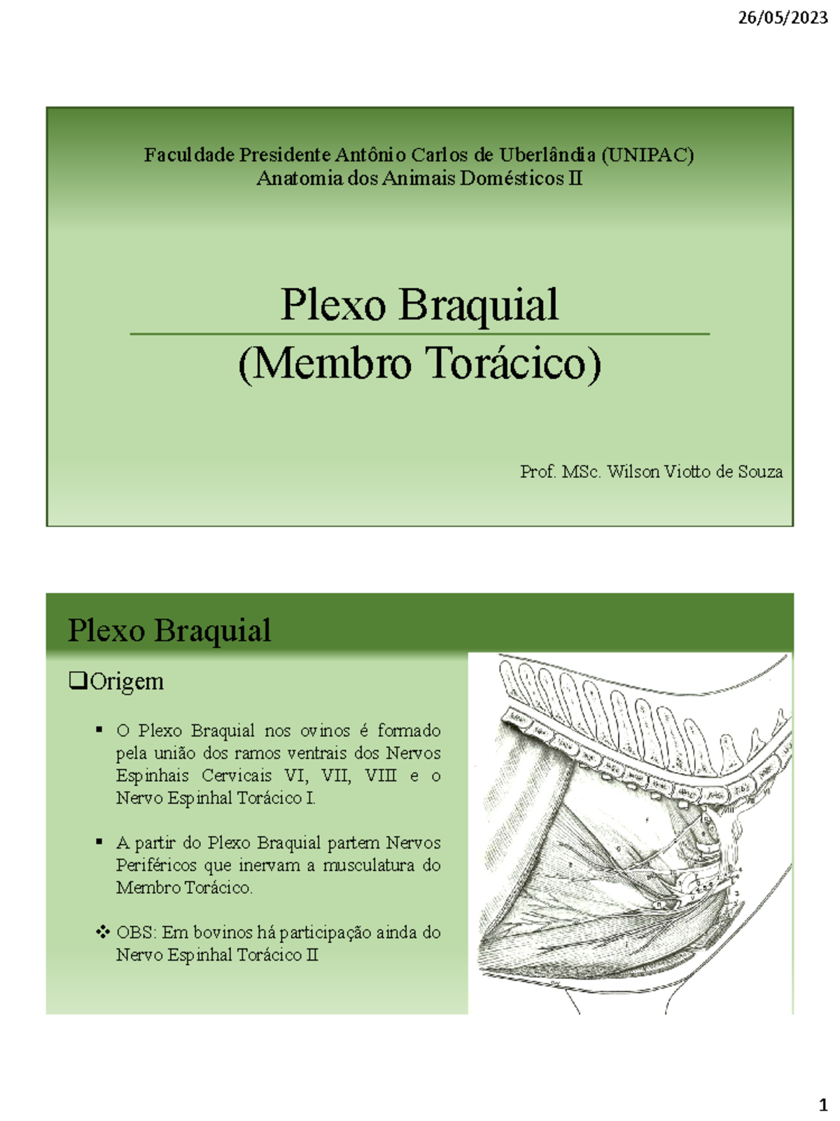Aula de Inervação do Membro Torácico - Plexo Braquial - Faculdade ...
