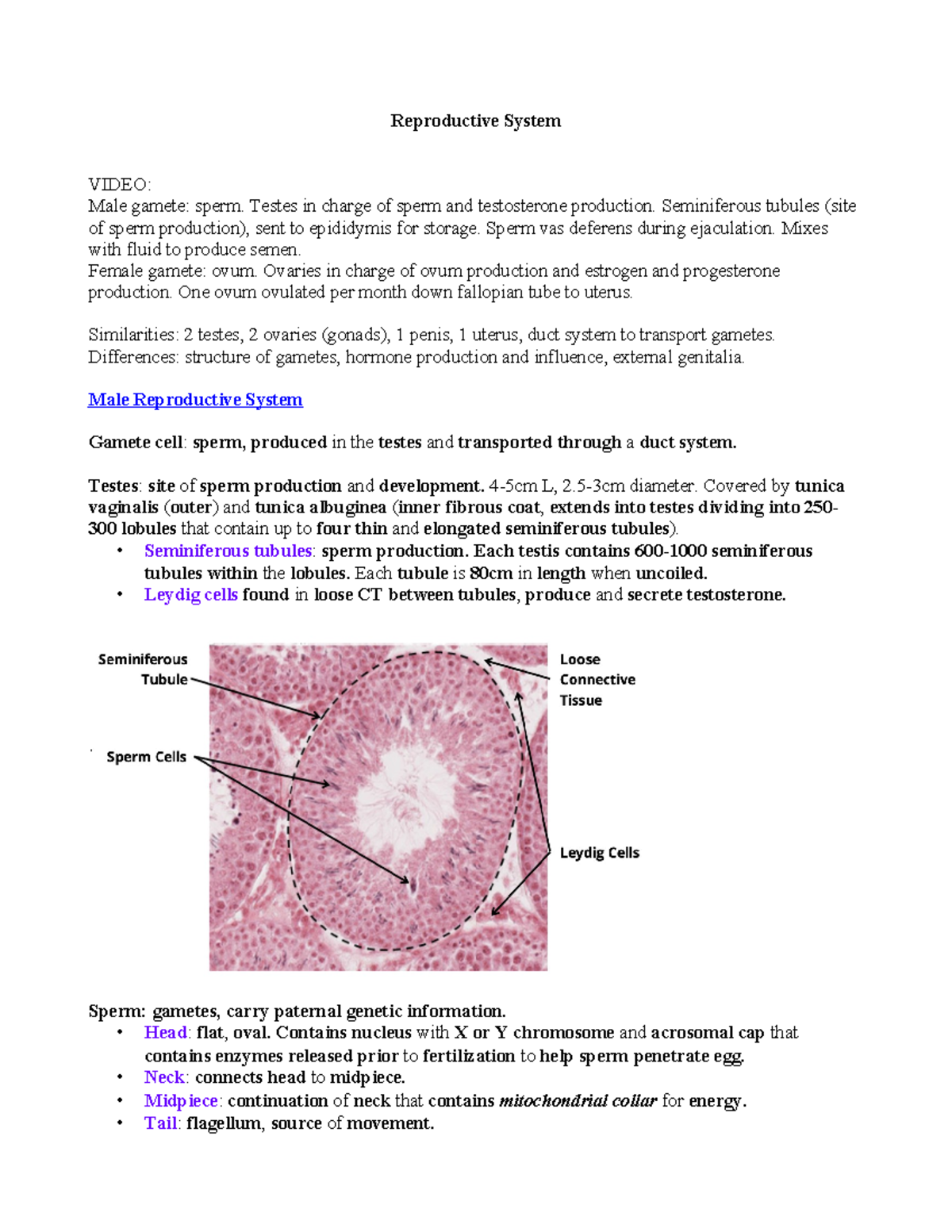 Anat100 week12 - Module 12 - Reproductive System VIDEO: Male gamete ...