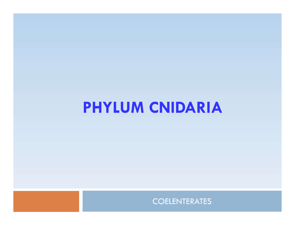 Phylum Cnidaria - Lecture notes - PHYLUM CNIDARIA COELENTERATES Phylum ...