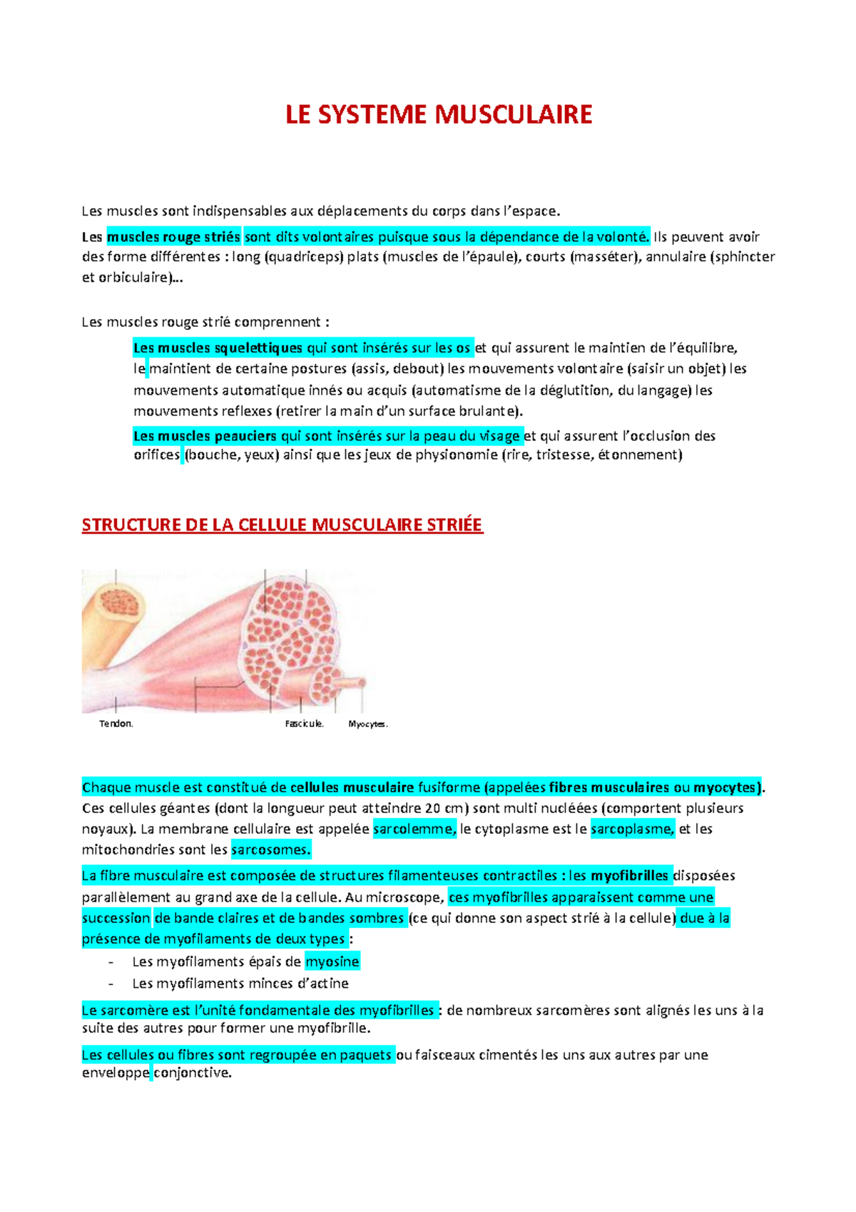 Systeme Musculaire - Biologie Cosmetique Esthetique - LE SYSTEME ...