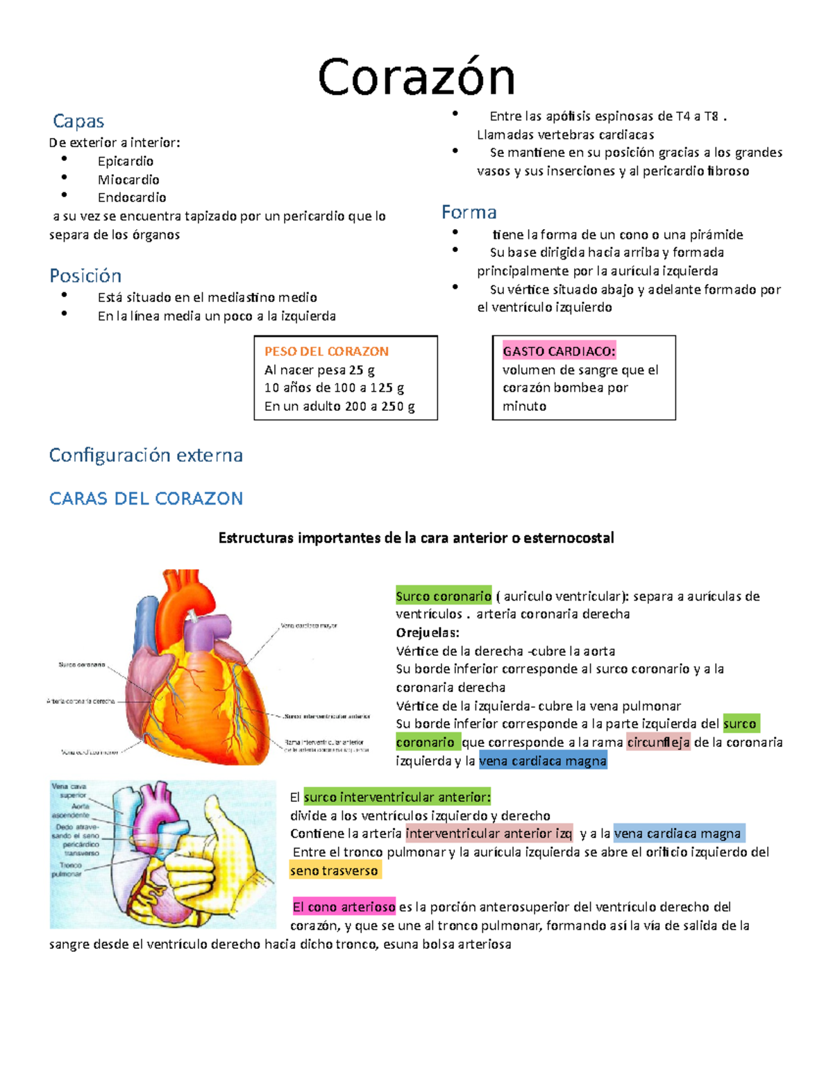 Corazón - Resumen Tratado de anatomía Humana - Corazón Capas De ...