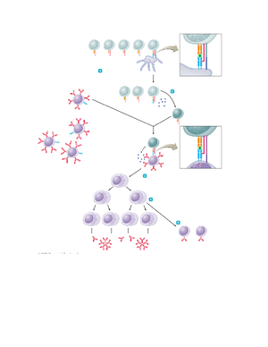 Bio 150 Chapter 5 Worksheet Key - Bio 150 Chapter 5 Worksheet - Key ...