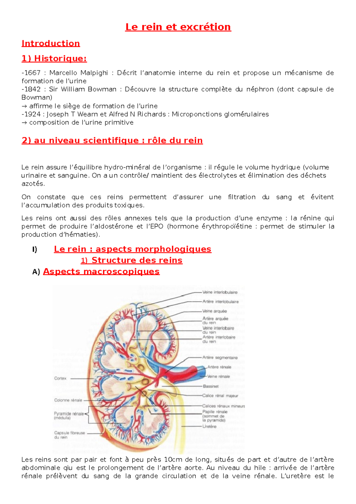 Rein et excrétion - cours - Le rein et excrétion Introduction 1 ...