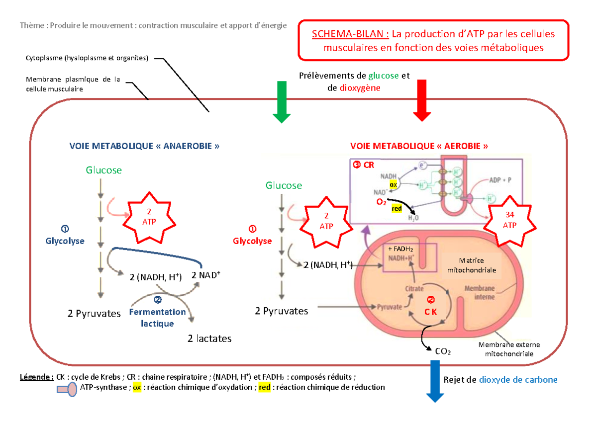 Schema-bilan production de latp1 - VOIE METABOLIQUE « ANAEROBIE » VOIE ...