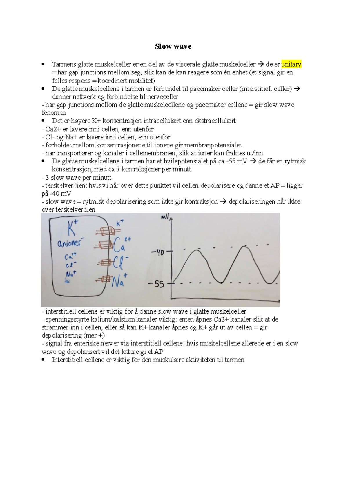 Slow wave - fra forelesninger om GI-tractus - Slow wave Tarmens glatte ...