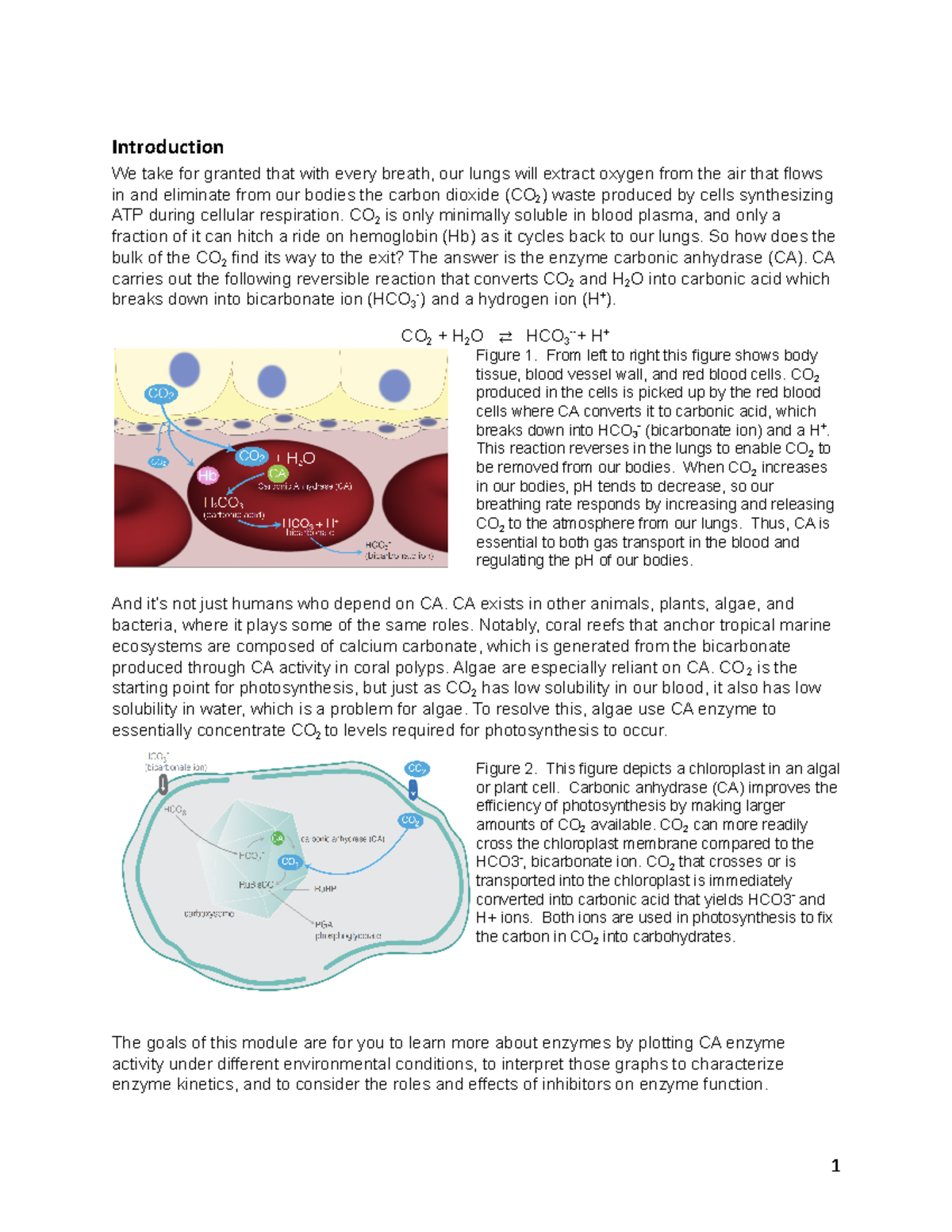 D5 worksheet (enzyme kinetics) - Introduction We take for granted that ...